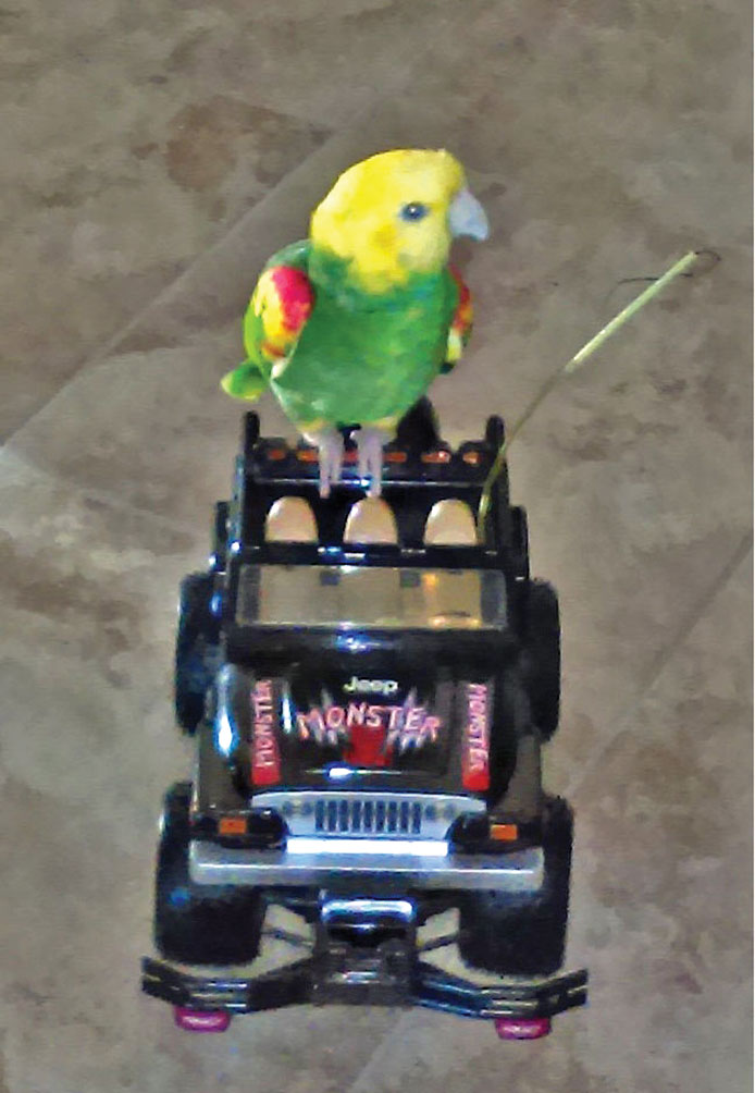 The latest Petwise spotlight: The pampered parrot – SaddleBrooke Ranch ...