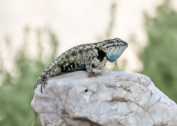 Nature’s Way: Be Kind to Our Lizards – SaddleBrooke Ranch Roundup