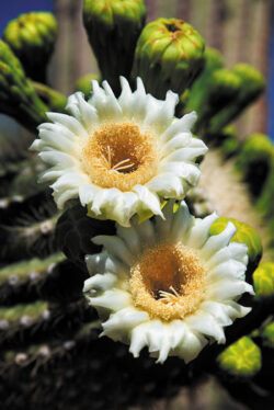 What Is the Arizona State Flower? – SaddleBrooke Ranch Roundup